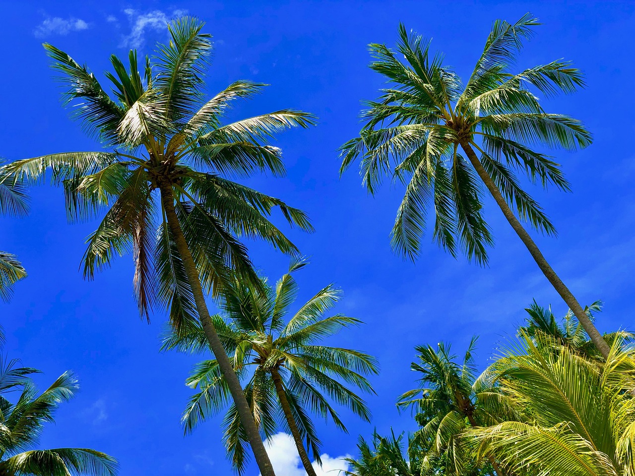 Bali Palms Indonesia - Free photo on Pixabay - Pixabay