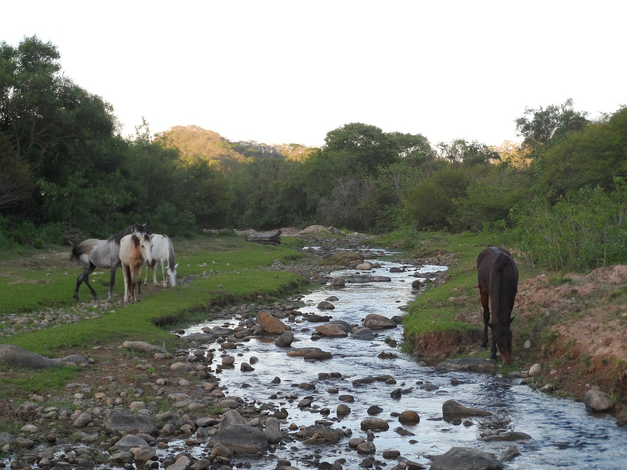 Les Chevaux L'Eau - Photo gratuite sur Pixabay - Pixabay