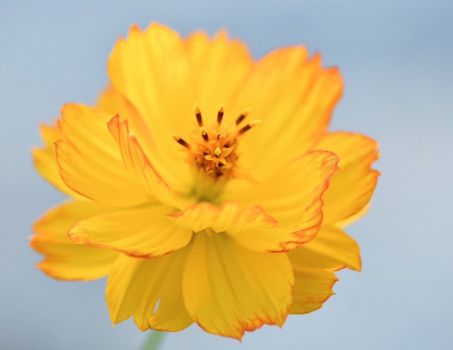 Flor Cosmos De Azufre Bloom - Foto gratis en Pixabay - Pixabay