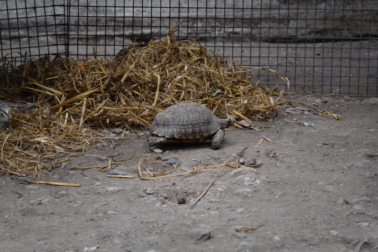 Animal Tortoise Turtle - Free photo on Pixabay - Pixabay