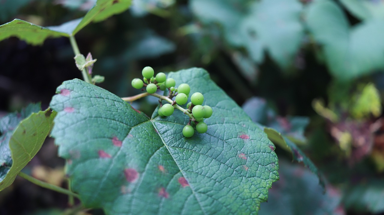 Grapes Grape Vines Farming - Free photo on Pixabay - Pixabay