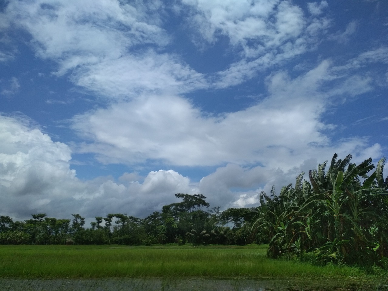 Pohon Hijau Yang Indah Dan Langit - Foto gratis di Pixabay - Pixabay