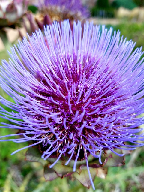 Flor Cardoon Alcachofra - Foto gratuita no Pixabay - Pixabay