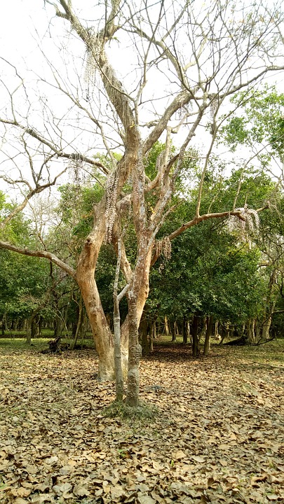Pohon Hutan Alam - Foto gratis di Pixabay - Pixabay
