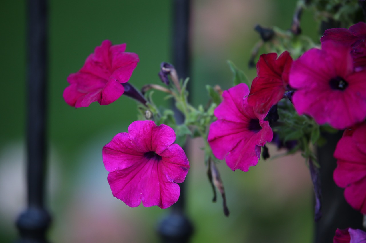 Bunga Ungu Bunga-Bunga Tanaman - Foto gratis di Pixabay - Pixabay