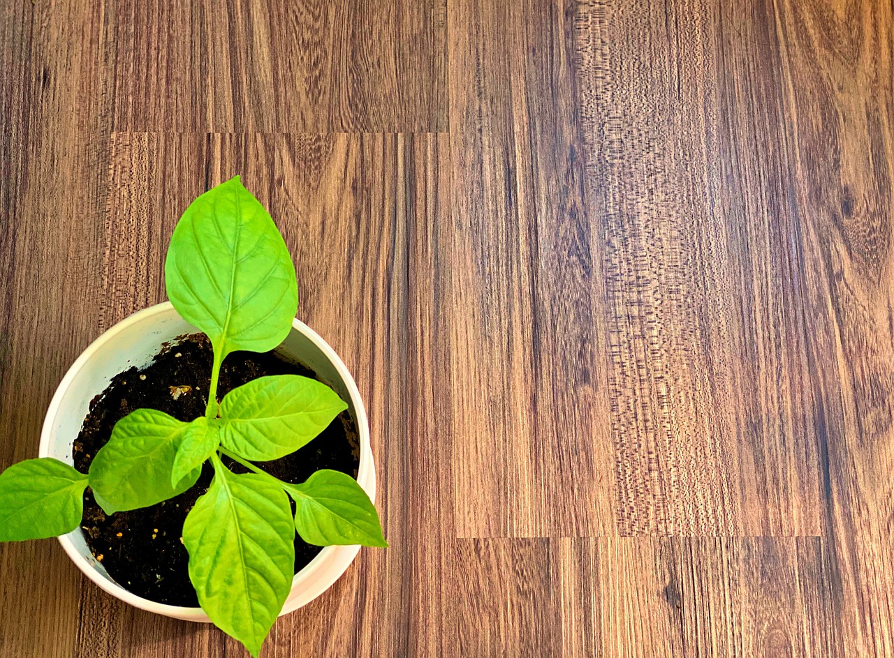 Plantelor Verde Frunze - Fotografie gratuită pe Pixabay - Pixabay
