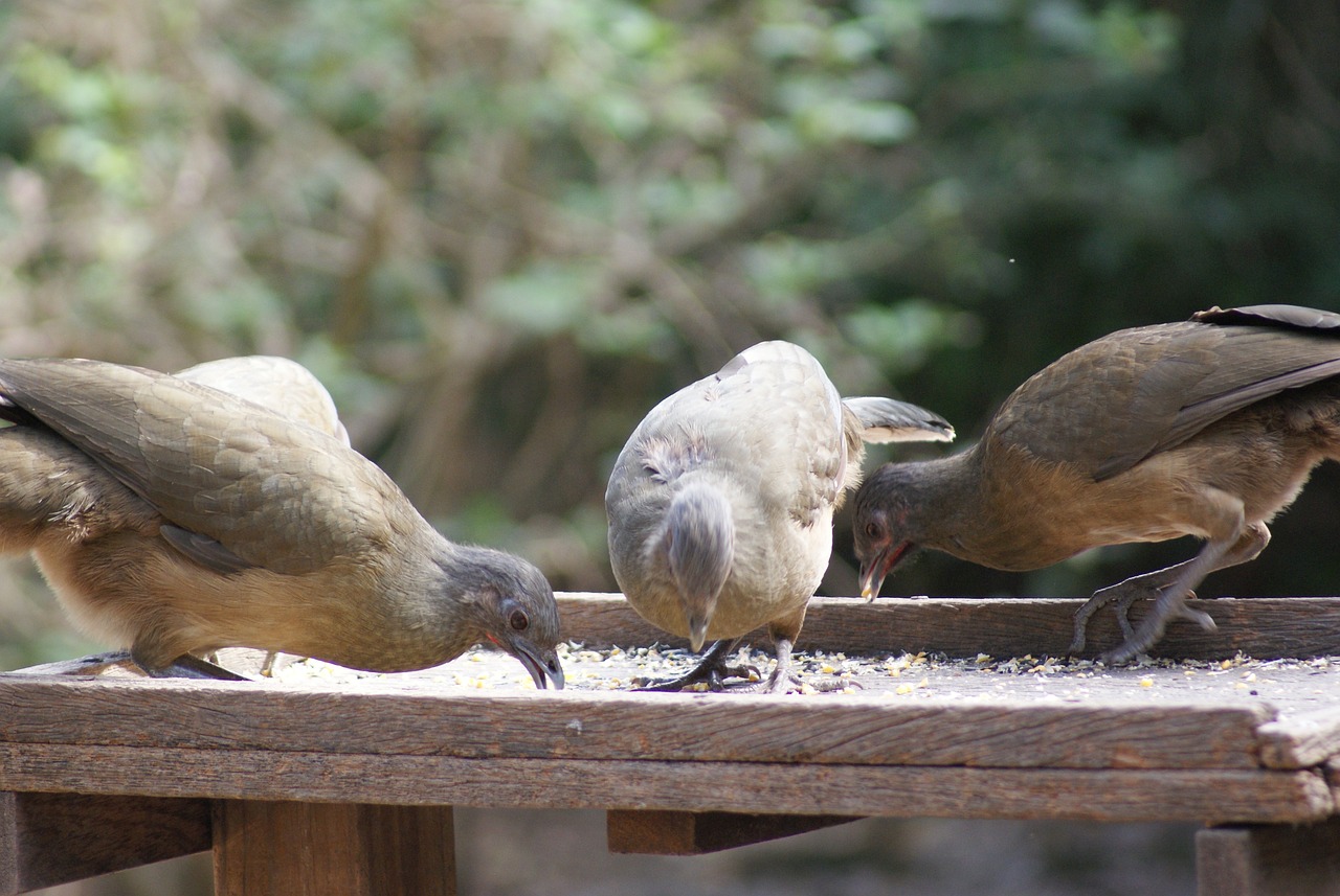 8+ Free Chachalaca & Bird Photos - Pixabay