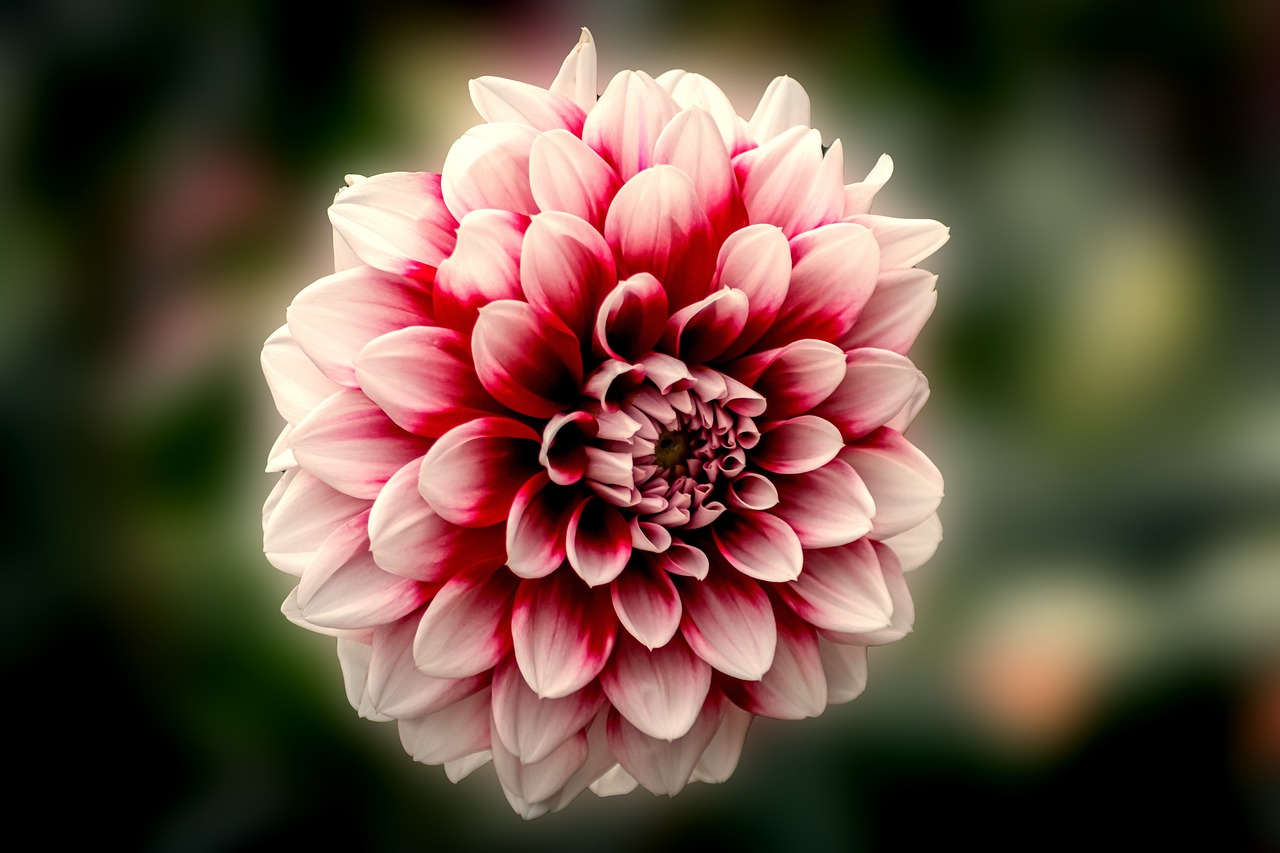 Dália Flor Flora - Foto gratuita no Pixabay - Pixabay
