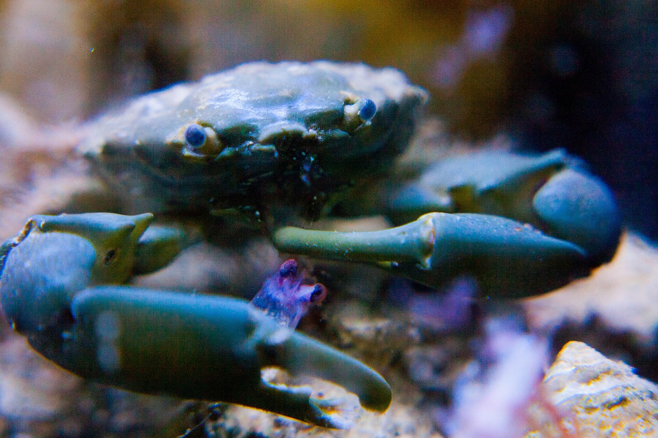 Emerald Crab Saltwater Crustacean - Free photo on Pixabay - Pixabay