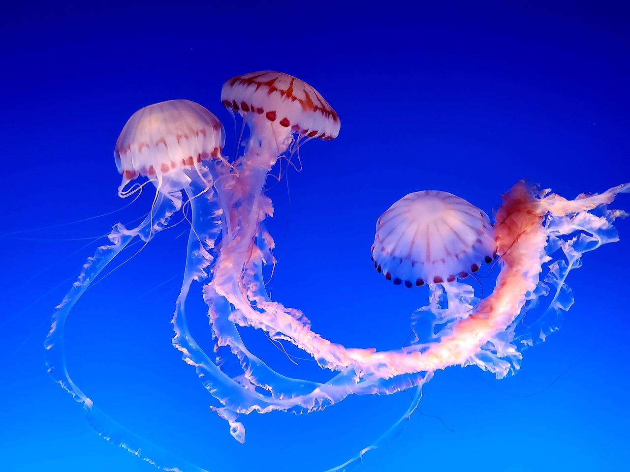 Monterey Bay Aquarium - Kostenloses Foto auf Pixabay - Pixabay