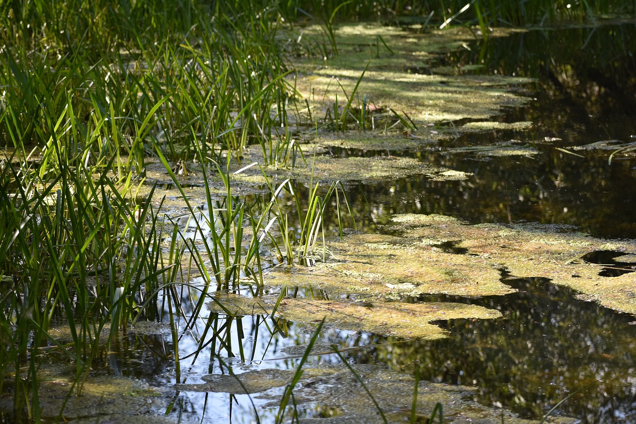 100+ Free Duckweed & Nature Images - Pixabay
