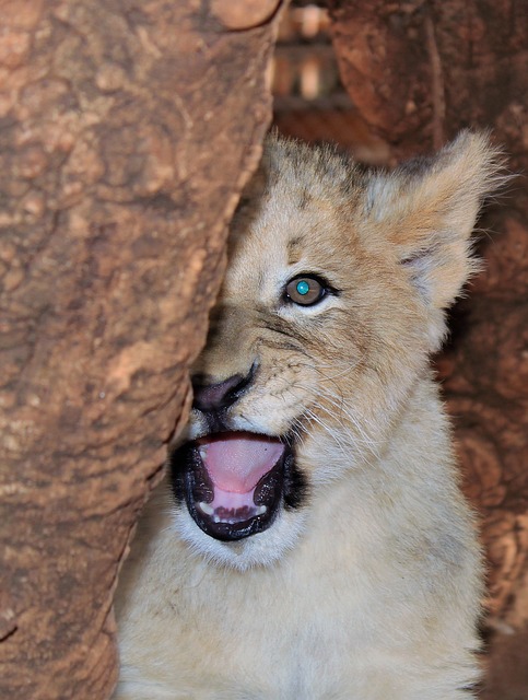 León Cachorro De Joven 5 - Foto gratis en Pixabay - Pixabay