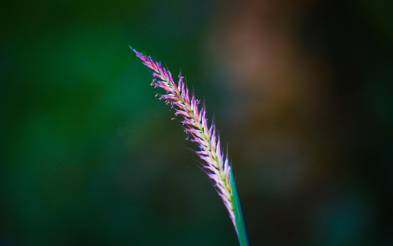 Planta Flora Jardim - Foto gratuita no Pixabay