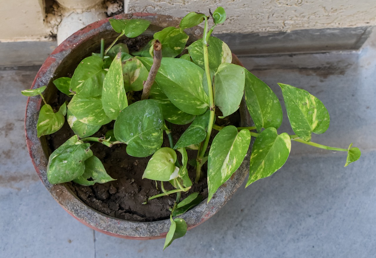 Plantelor Verde Frunze - Fotografie gratuită pe Pixabay - Pixabay