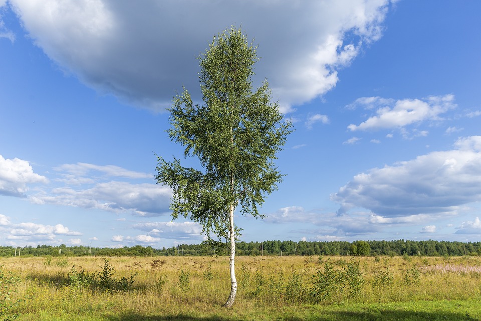 Baum Felder Wiese - Kostenloses Foto auf Pixabay