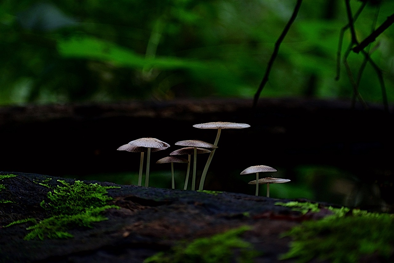 2,000+ Free Fungi & Nature Images - Pixabay