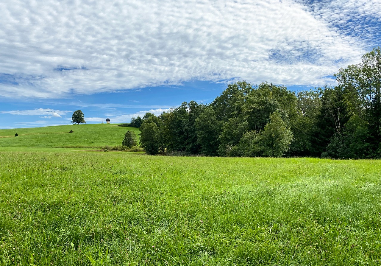 Wiese Wald Natur - Kostenloses Foto auf Pixabay - Pixabay