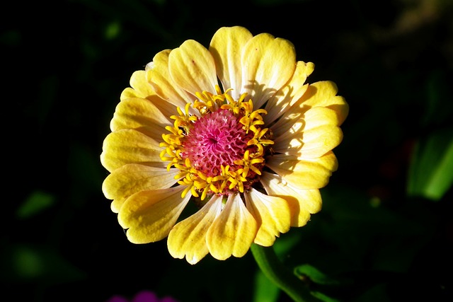 Fleur Zinnia Jaune - Photo gratuite sur Pixabay - Pixabay