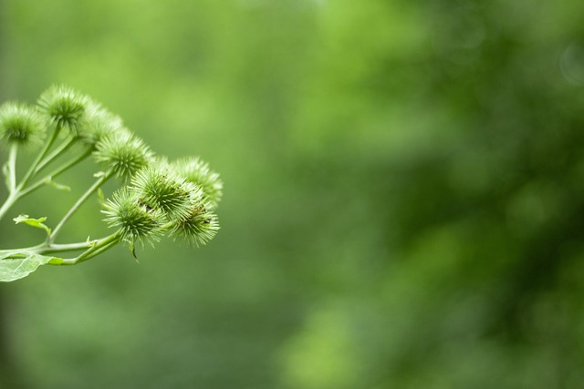 Plants Wild Plant Nature - Free photo on Pixabay - Pixabay