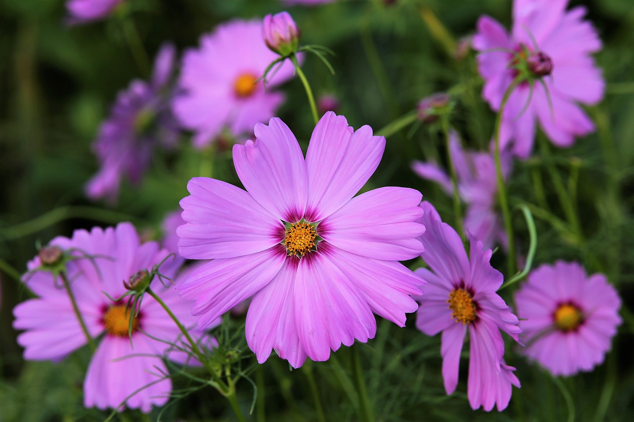 Fleurs De Cosmos Rose - Photo gratuite sur Pixabay - Pixabay