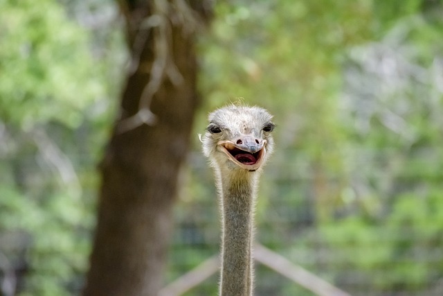 10,000+ Free Ostrich Funny & Ostrich Images - Pixabay