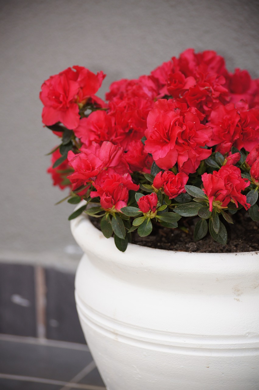 Bunga Azalea Pot - Foto gratis di Pixabay - Pixabay