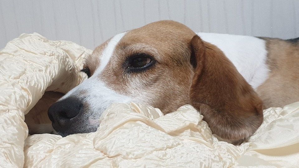 Beagle Navada Kokeellinen Koira - Ilmainen valokuva Pixabayssa - Pixabay