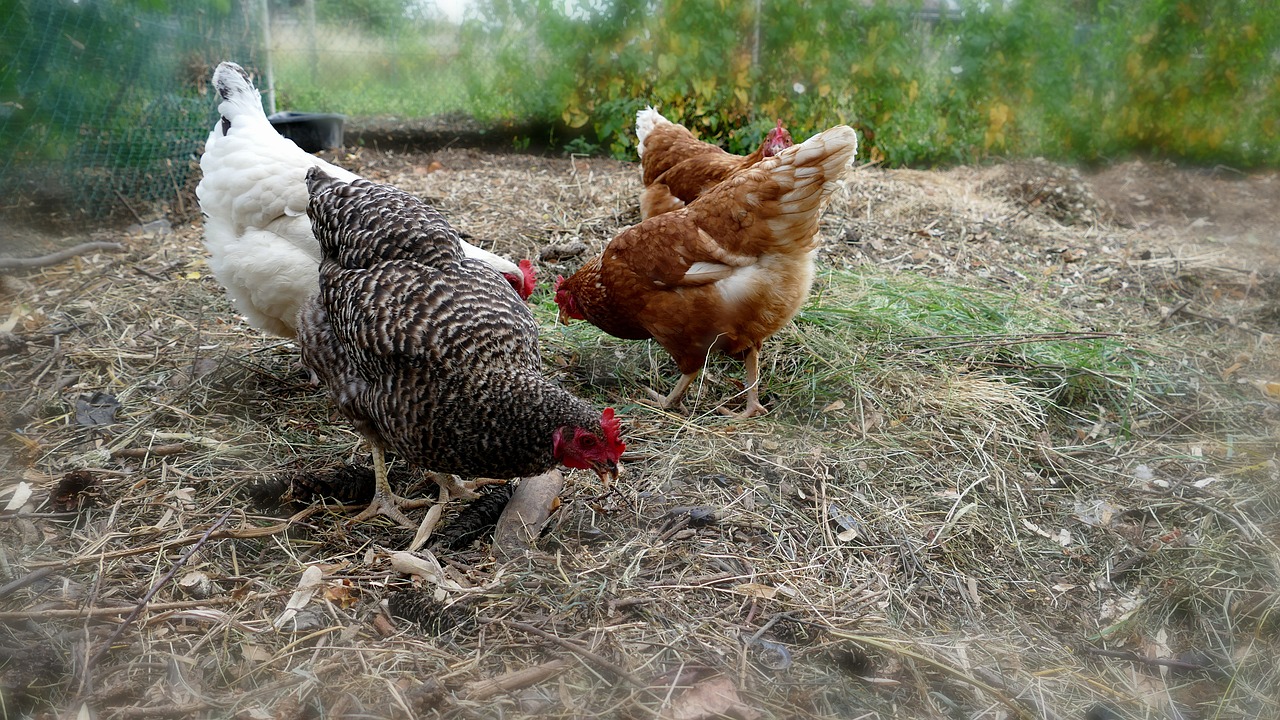 Chickens Chicken Poultry - Free photo on Pixabay - Pixabay