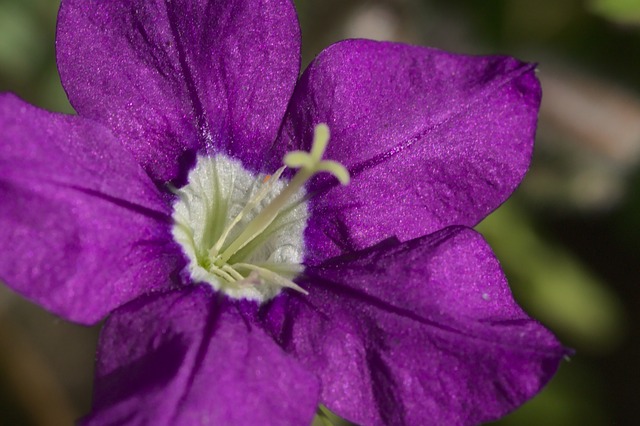 Mauve Violet Fleur - Photo gratuite sur Pixabay - Pixabay