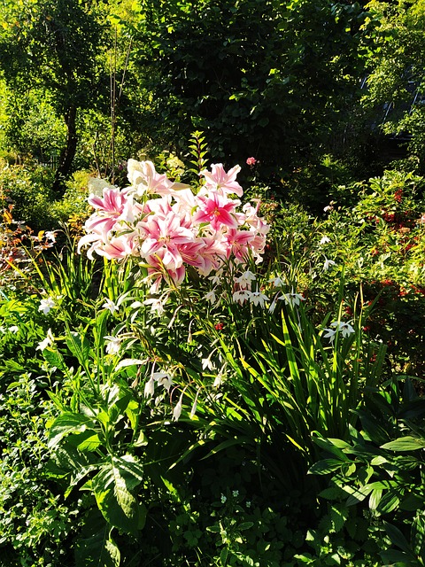 Fleurs De Lys Lis La Nature - Photo gratuite sur Pixabay