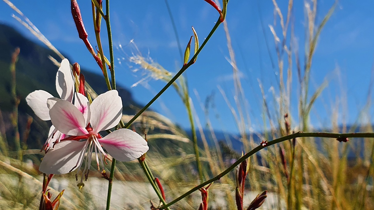Fiore Blume Flo - Foto gratis en Pixabay - Pixabay