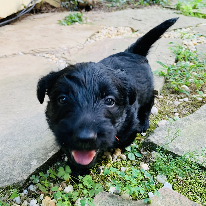Scottie Dog Scottish Terrier Puppy - Free photo on Pixabay - Pixabay