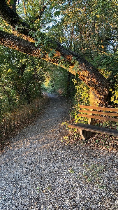 Bank Baum Natur - Kostenloses Foto auf Pixabay - Pixabay