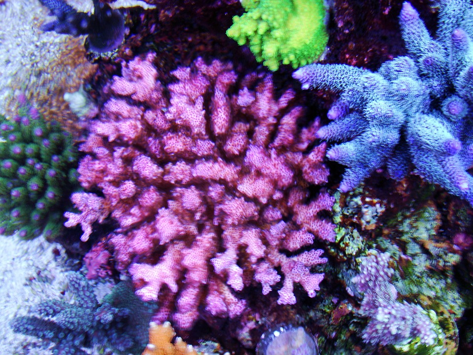 Marine Pink - Free photo on Pixabay - Pixabay