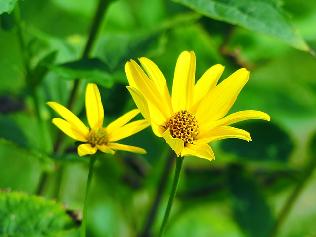 Bunga Kuning Kelopak Serbuk Sari - Foto gratis di Pixabay - Pixabay