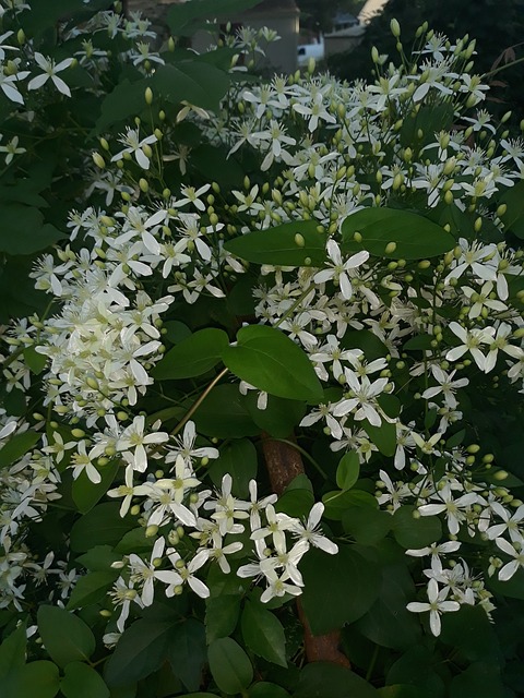 Clemátide Flor Blanco Richmond - Foto gratis en Pixabay - Pixabay
