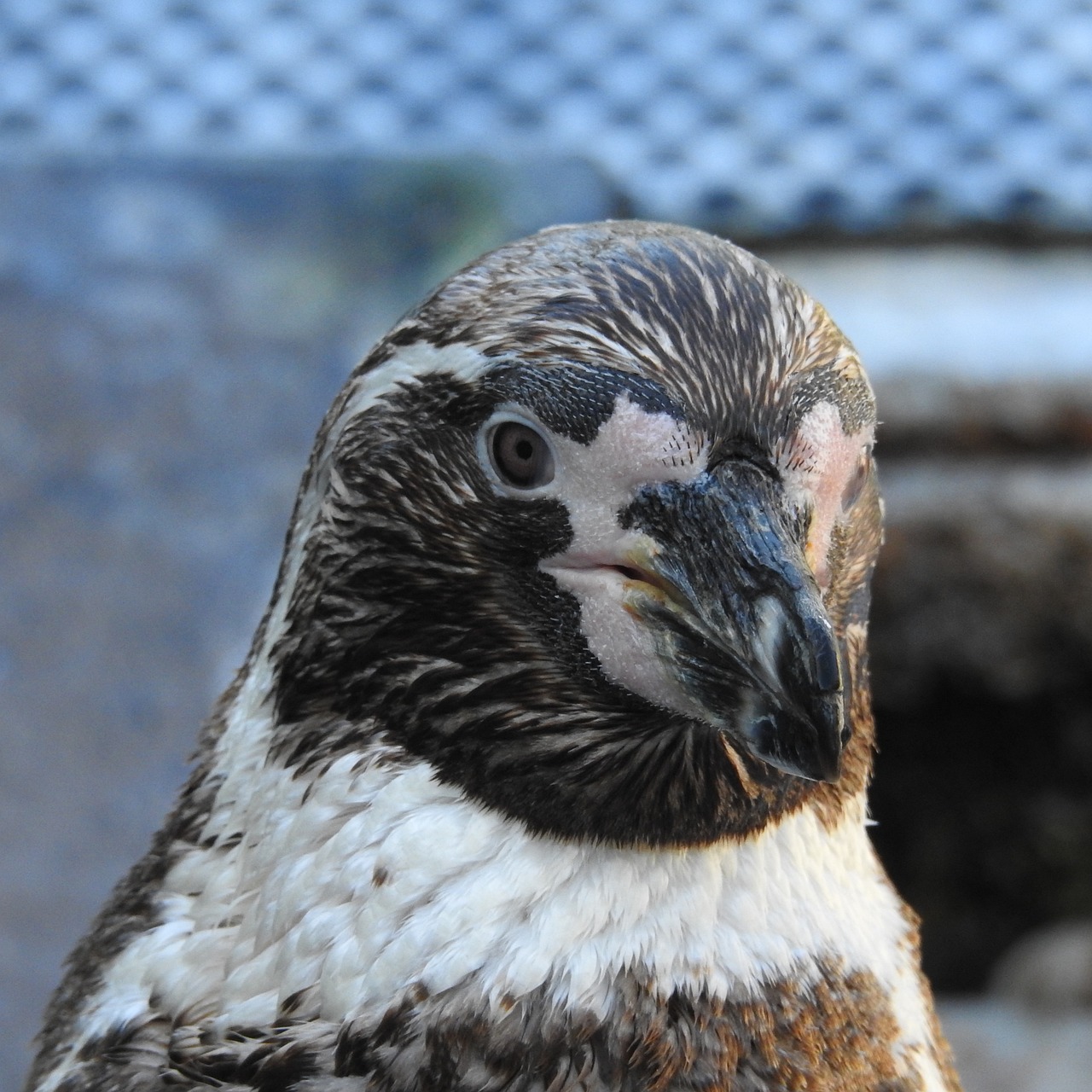 20,000+ Free Penguin Face & Penguin Images - Pixabay