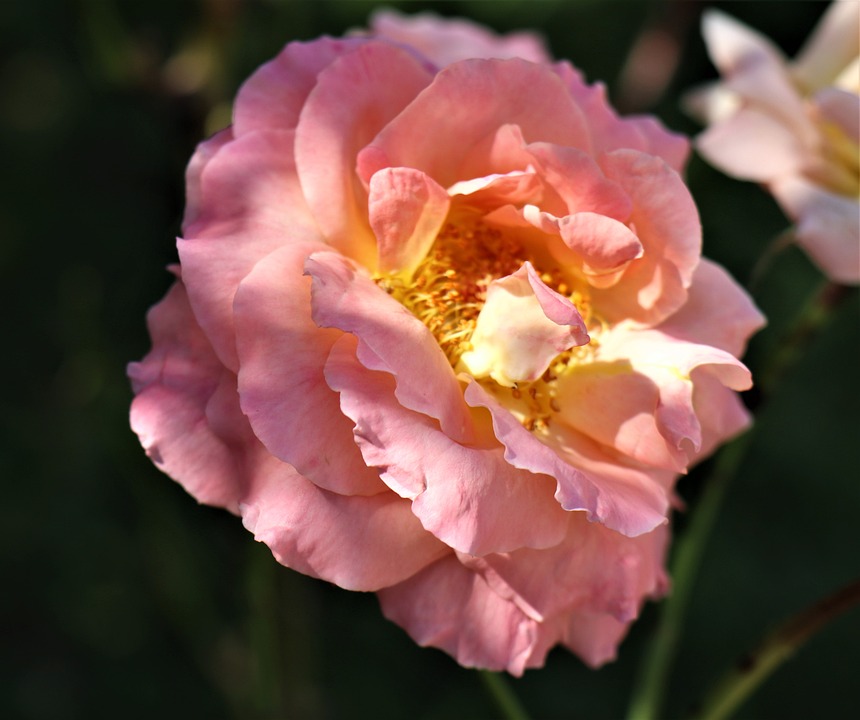 Rose Fleur Romantique - Photo gratuite sur Pixabay - Pixabay
