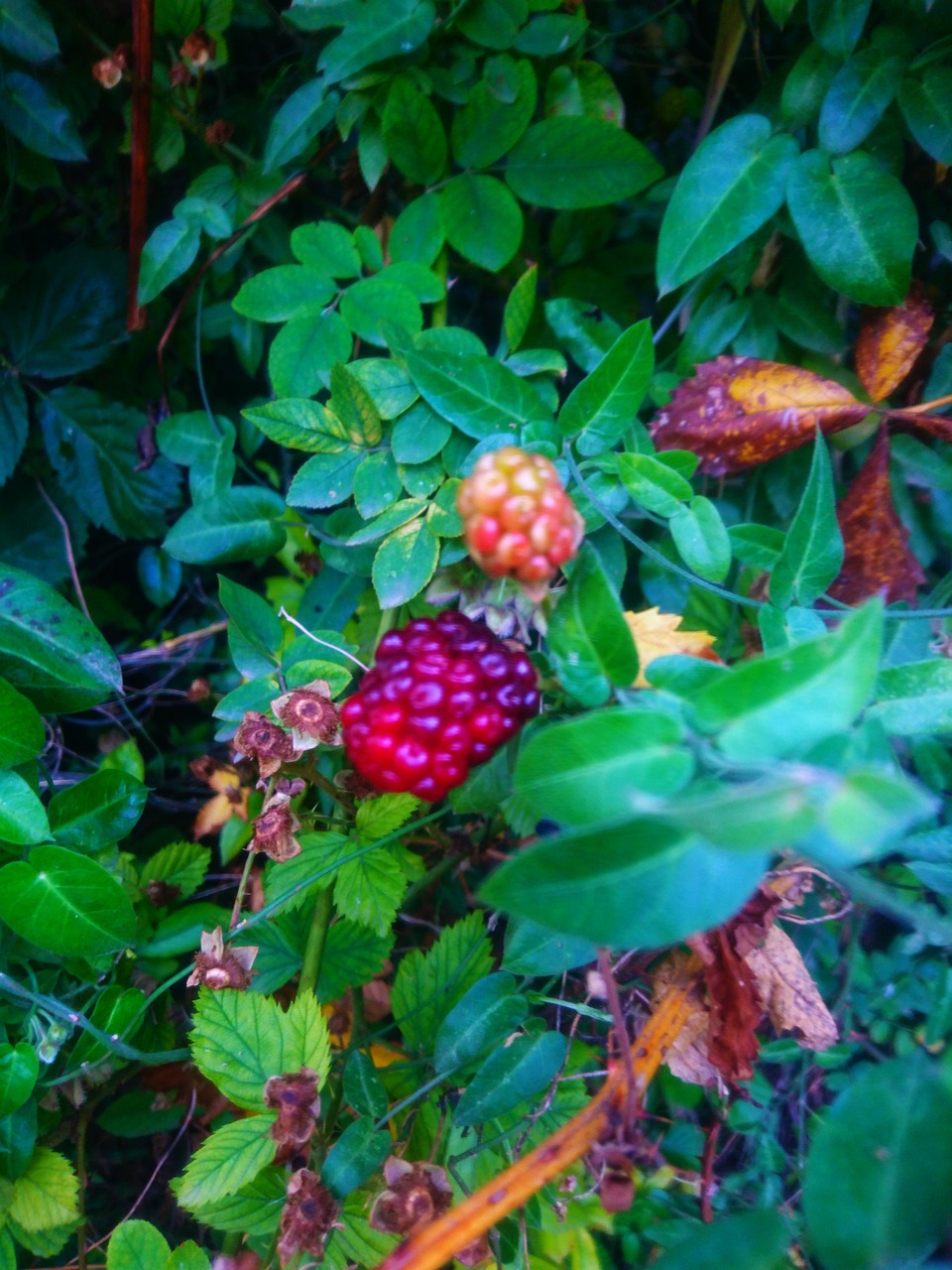 La Nature Cour Le Printemps - Photo gratuite sur Pixabay - Pixabay