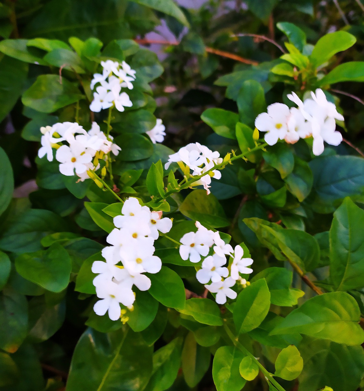 Fleurs Blanches Jardin Vert - Photo gratuite sur Pixabay - Pixabay