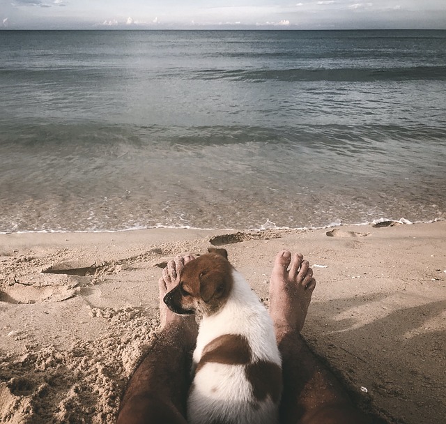 Praia Cachorro Bicho De Estimação - Foto gratuita no Pixabay - Pixabay