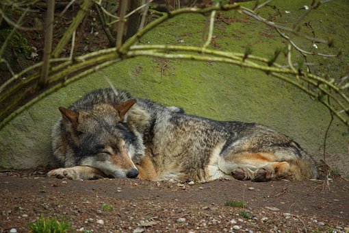 30+ Free Sleeping Wolf & Wolf Images - Pixabay