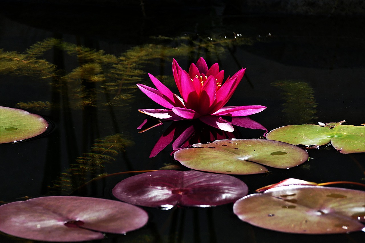 Nénuphar Nuphar Lutéa Aquatique - Photo gratuite sur Pixabay - Pixabay