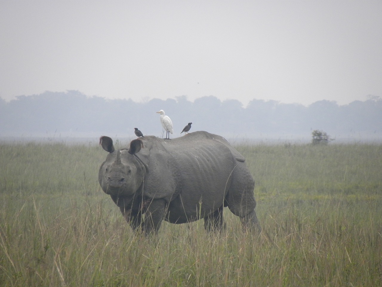 Badak India Bercula Satu - Foto gratis di Pixabay - Pixabay