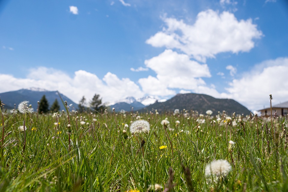 Dandelion Bunga-Bunga Rumput - Foto gratis di Pixabay - Pixabay