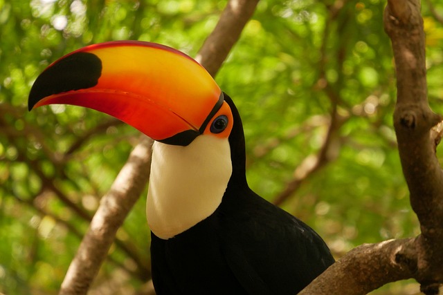 Tucano Bolívia - Foto gratuita no Pixabay - Pixabay