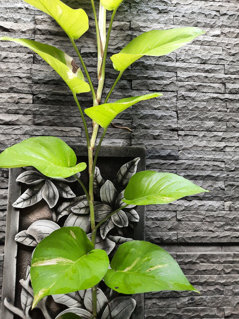 Plantes Vert Feuille - Photo gratuite sur Pixabay - Pixabay