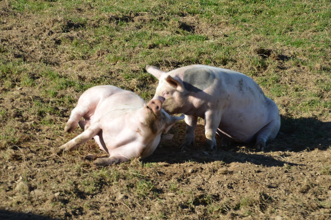 Les Cochons Amusement Mignonne - Photo gratuite sur Pixabay - Pixabay