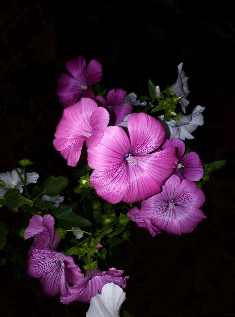 Nature Plants Flowers - Free photo on Pixabay - Pixabay