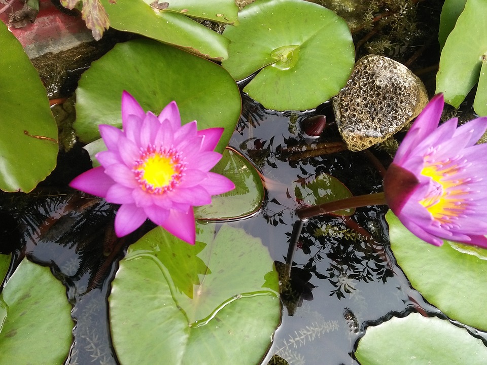 Lotus Çiçek Çıkmak - Pixabay'de ücretsiz fotoğraf - Pixabay